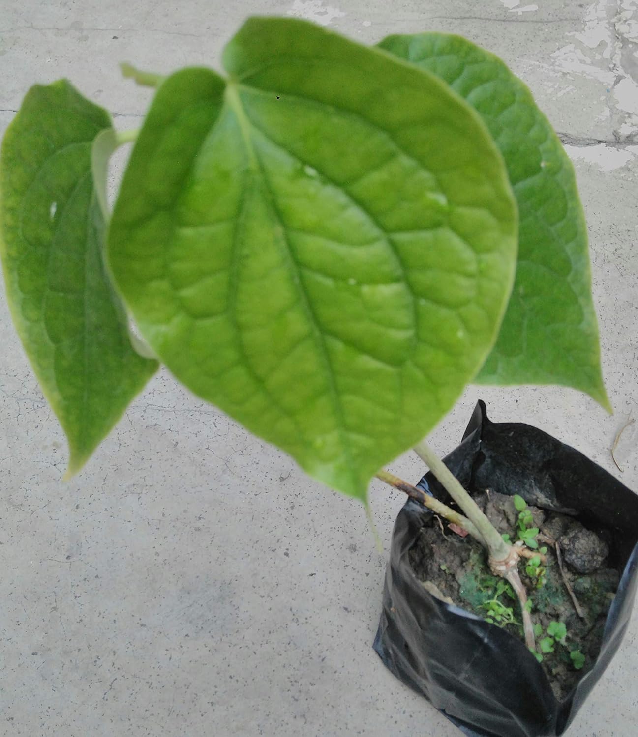 Buy Chui jhal Choi jhal Piper chaba Live Plant (1 Piece) from greeen ...