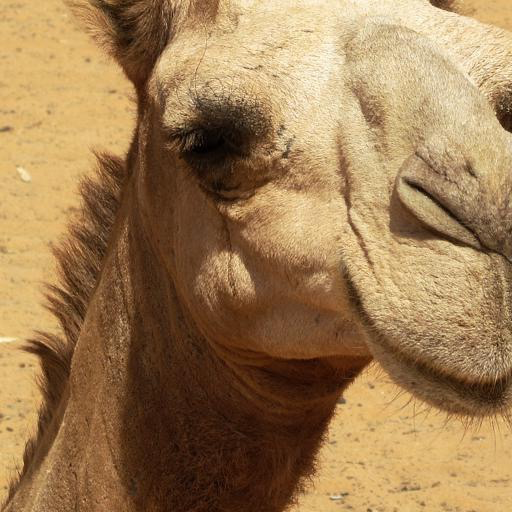 funny camel Wallpaper -- HD Wallpapers of funny camels! : Amazon.ca ...