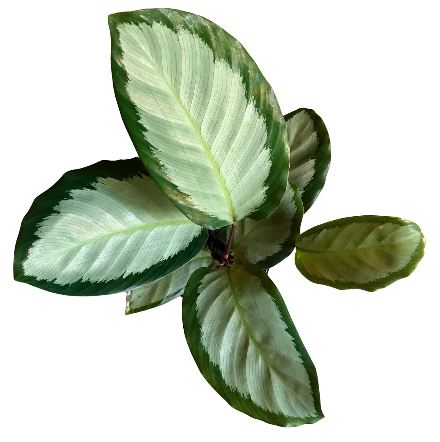 The Four Seasons Calathea Picturata Corona Natural Live Prayer Plant in ...