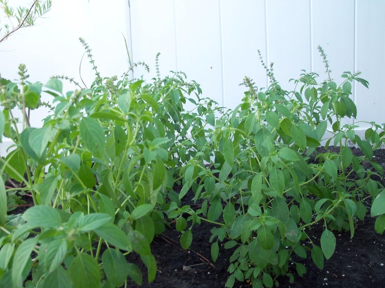 Amazon.com: Basil, African Basil, Ocimum Canum, Organic, 100 seeds per ...