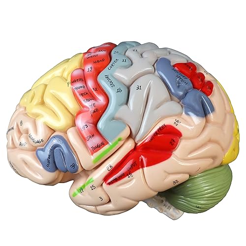 Color Coded Brain