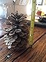 Amazon.com: 3 Big Premium Tabletop Pine Cones for Holiday Decor