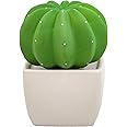 Amazon.com : Lively Breeze Maxi Cactus, Non-Electric Ceramic Diffusers ...