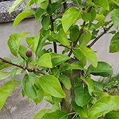 YouGarden Duo Fruit Apple Tree, 2 Varieties on 1 Bare Root Tree: Amazon ...