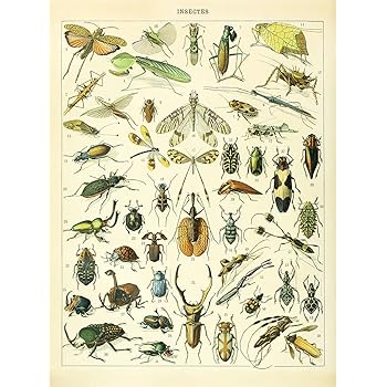Amazon.com: Meishe Art Vintage Poster Print Insects Identification ...