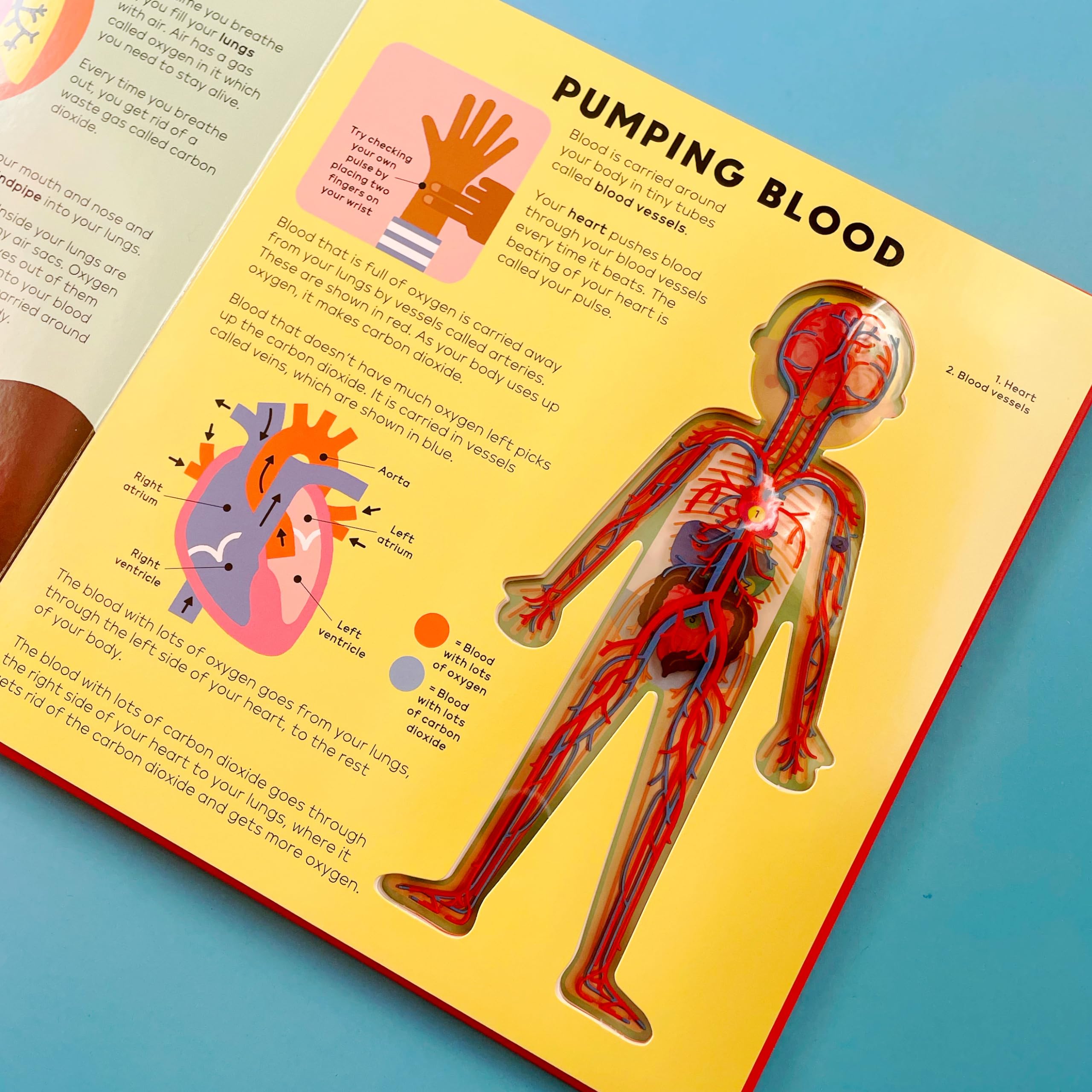 Mua The Body Book: Look inside the human body with amazing SEE-THROUGH ...