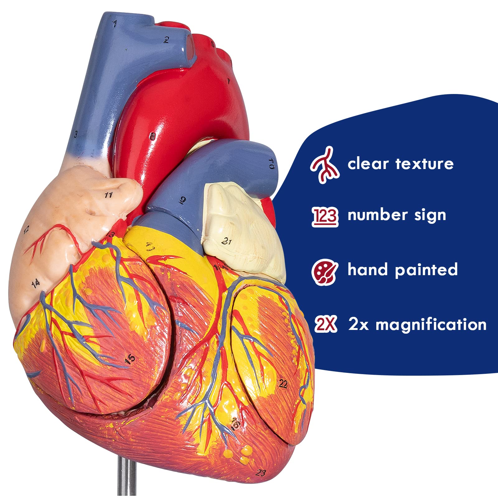 Mua LVCHEN 2X Enlarged Anatomical Heart Model - Human Heart Model with ...