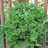 1500 Citronella Plant Seeds Citronella Plant Seeds Home Heirloom Garden ...