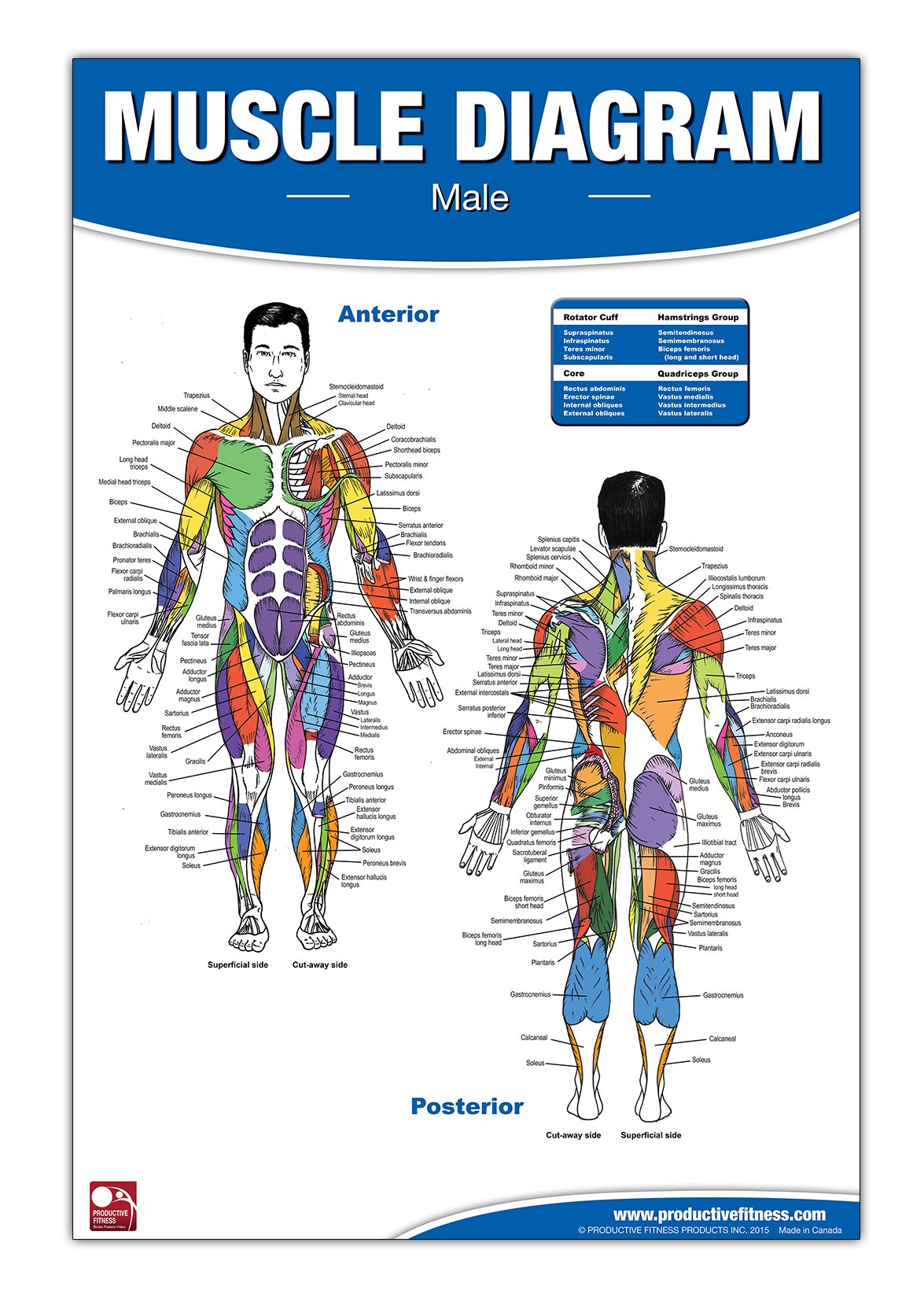  DIAGRAM Female Muscle Chart Diagram MYDIAGRAM ONLINE
