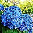 Amazon.com : CHUXAY GARDEN Dark Blue Hydrangea Seed,Hydrangea ...