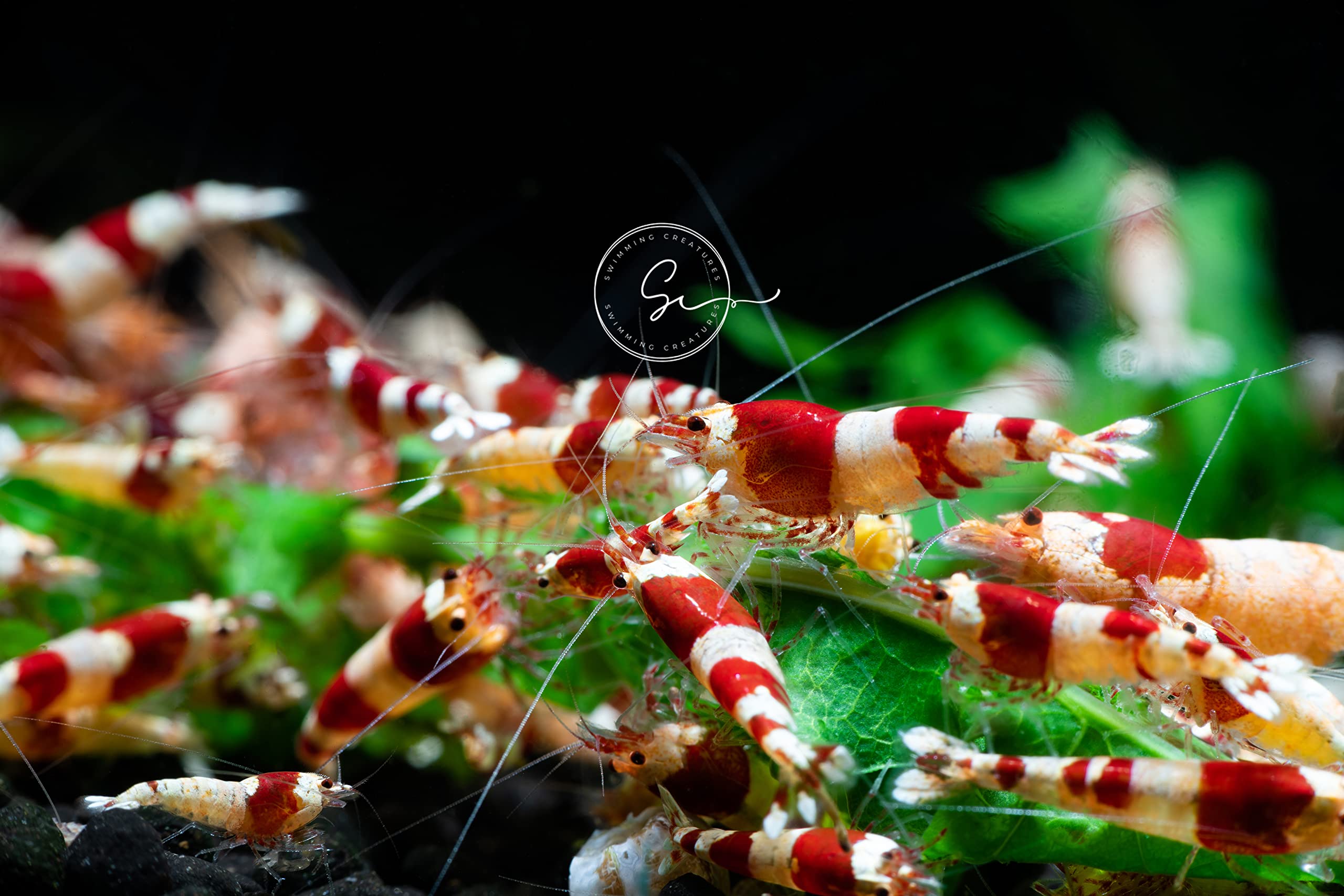 Shrimp & Prawns Bahrain | Buy Online | Whizz Shrimp & Prawns