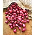 Amazon.com : Red Onion Seeds for Planting, Onion Sets of 70 Bulbs ...