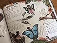 A Natural History of Fairies: Amazon.co.uk: Hawkins, Emily, Roux ...