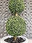 Amazon.com - Bornbridge Artificial Boxwood Topiary Ball Tree - 4 ...