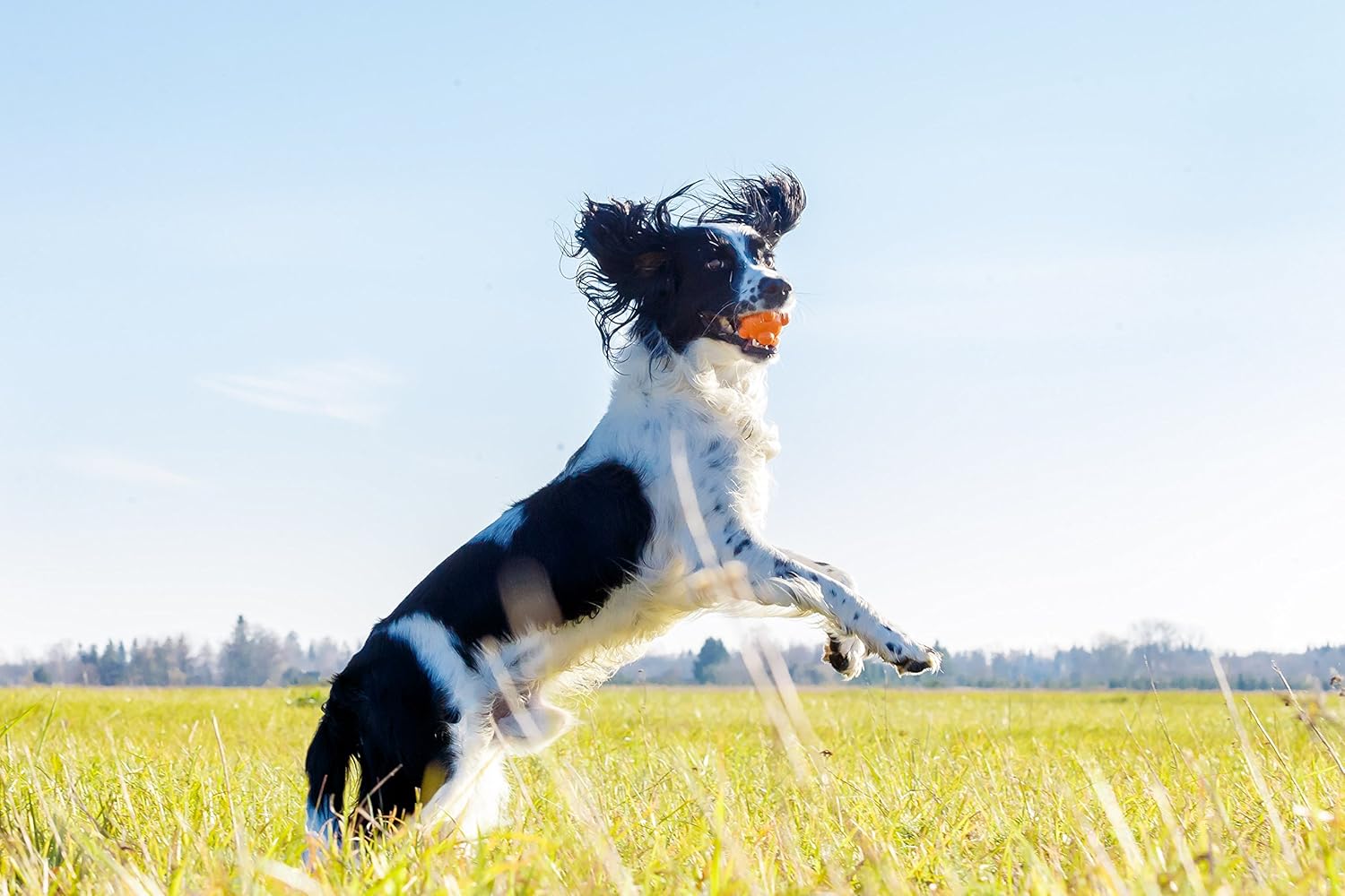 PlayfulSpirit Bumpy Bouncy Solid Rubber Ball – Great Chew Toy for ...