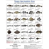 Amazon.com : South Carolina Saltwater Fish Identification Card Set ...