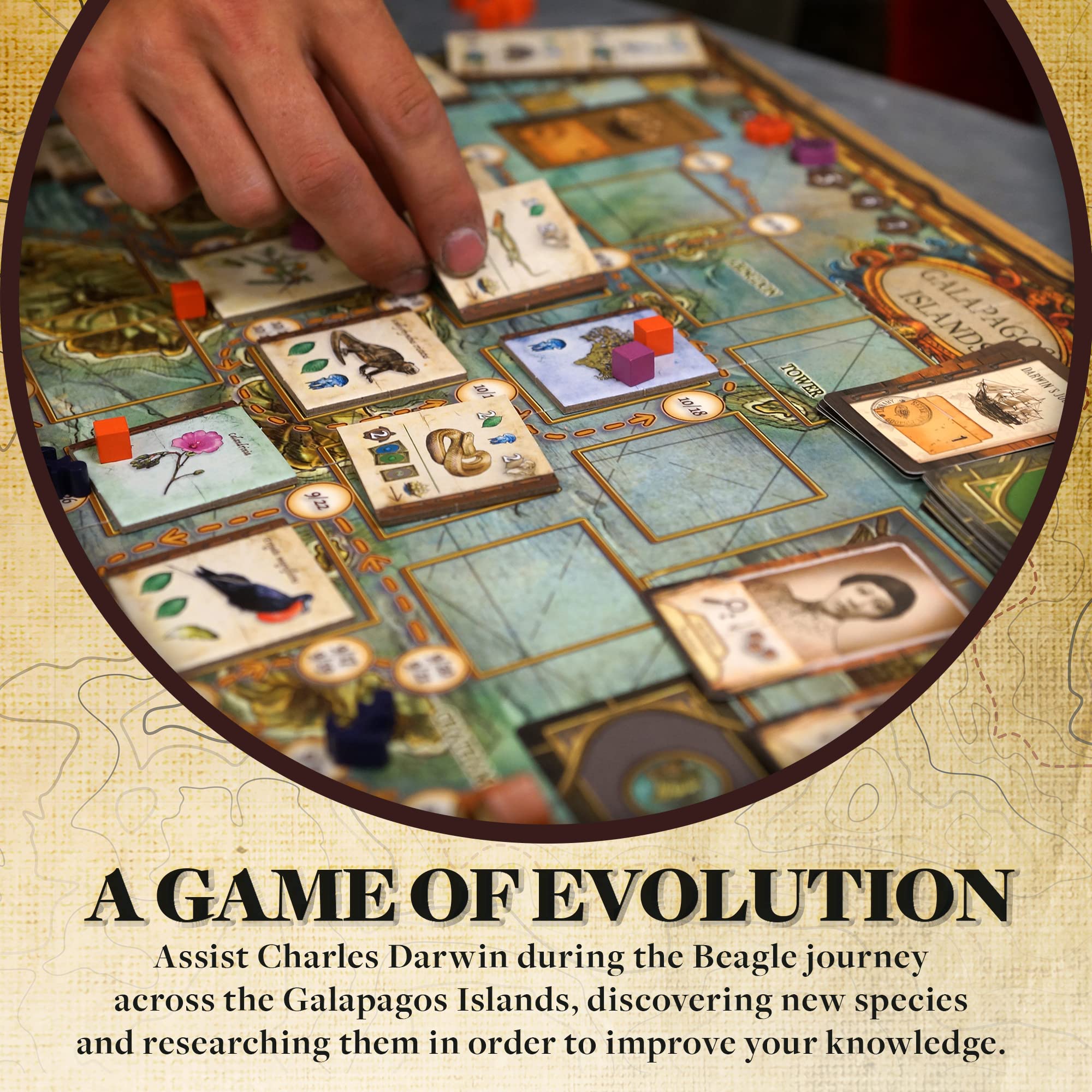 Mua On The Origin of Species | An Evolutionary Research Board Game by ...