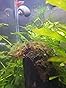 Amazon.com: Java Moss Portion in 4 Oz Cup - Easy Live Fresh Water ...