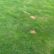 Peterals 200 Grams - Natural Mineral Rocks to Prevent Grass Burn Yellow ...