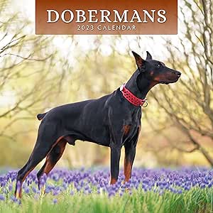 Amazon.com : 2023 Dobermans Monthly Wall Calendar by Red Robin ...