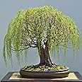Amazon.com : Chinese Weeping Willow Bonsai Tree Cutting to Grow - Fast ...