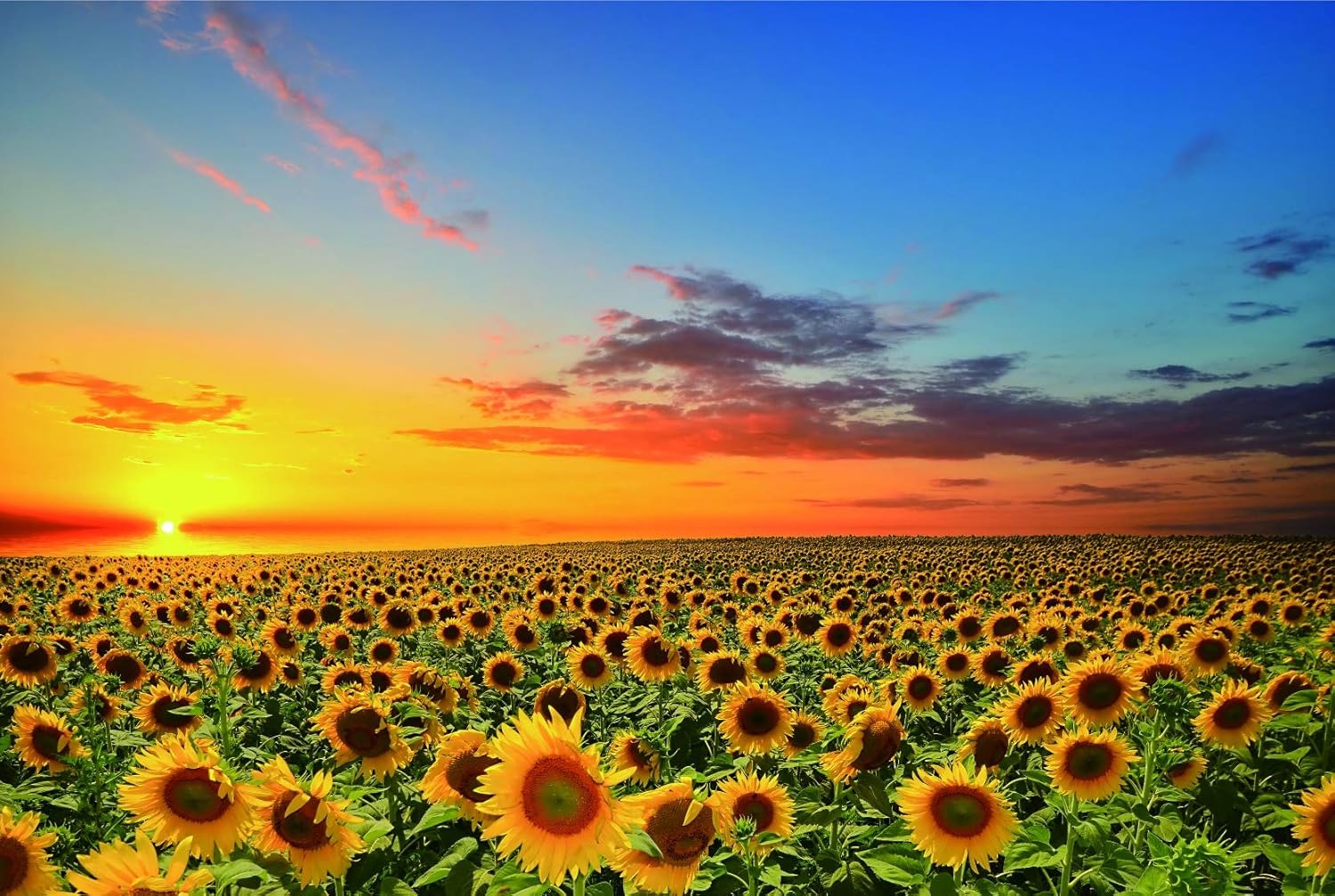 CHengQiSM Jigsaw Puzzles for Adults 1000 Pieces, Upgraded Version 29.5 ...