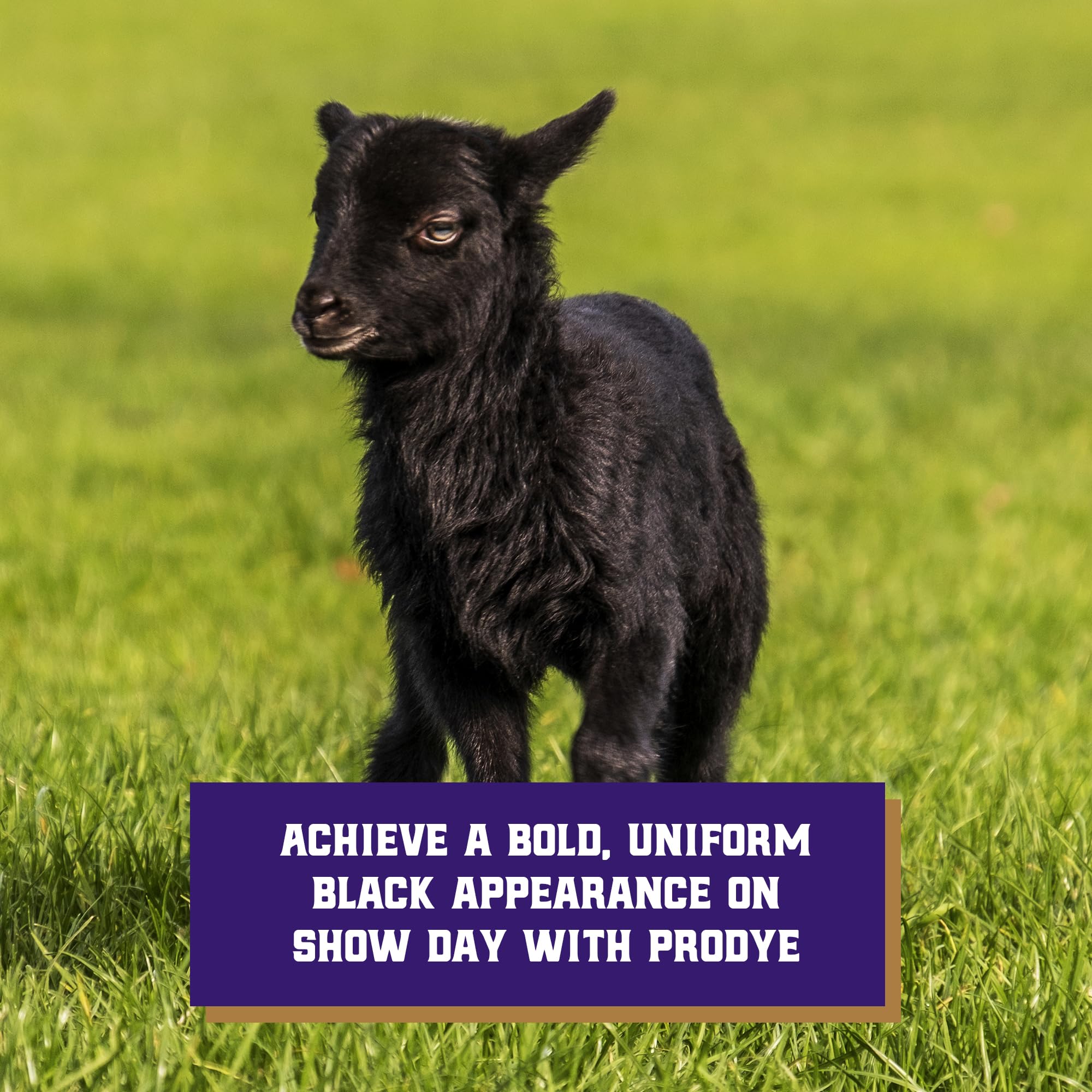 Mua Weaver Livestock ProDye Deep Black Hair Dye for Show Cattle & Sheep ...