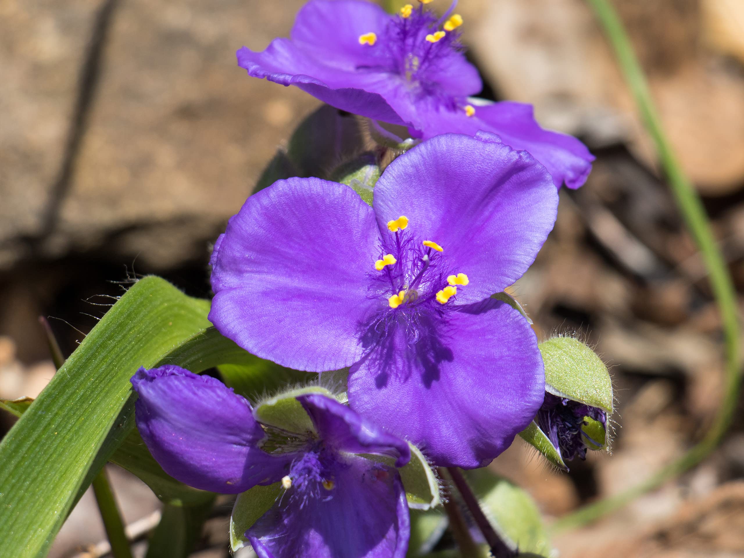 Watch The Botanist's Eye: Identifying the Plants around You | Prime Video