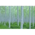 Amazon.com : 5 White Poplar Tree Cuttings for Planting - Great for ...