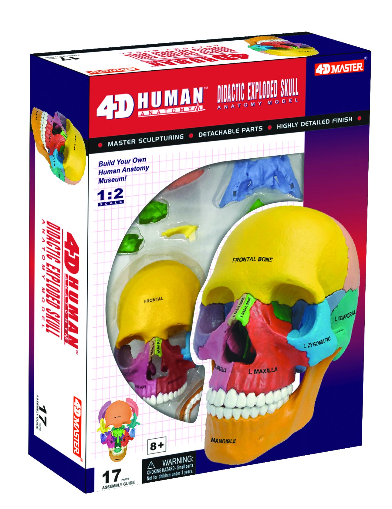 Mua 4D Master 26087 4D Anatomy Didactic Exploded Skull Model trên ...