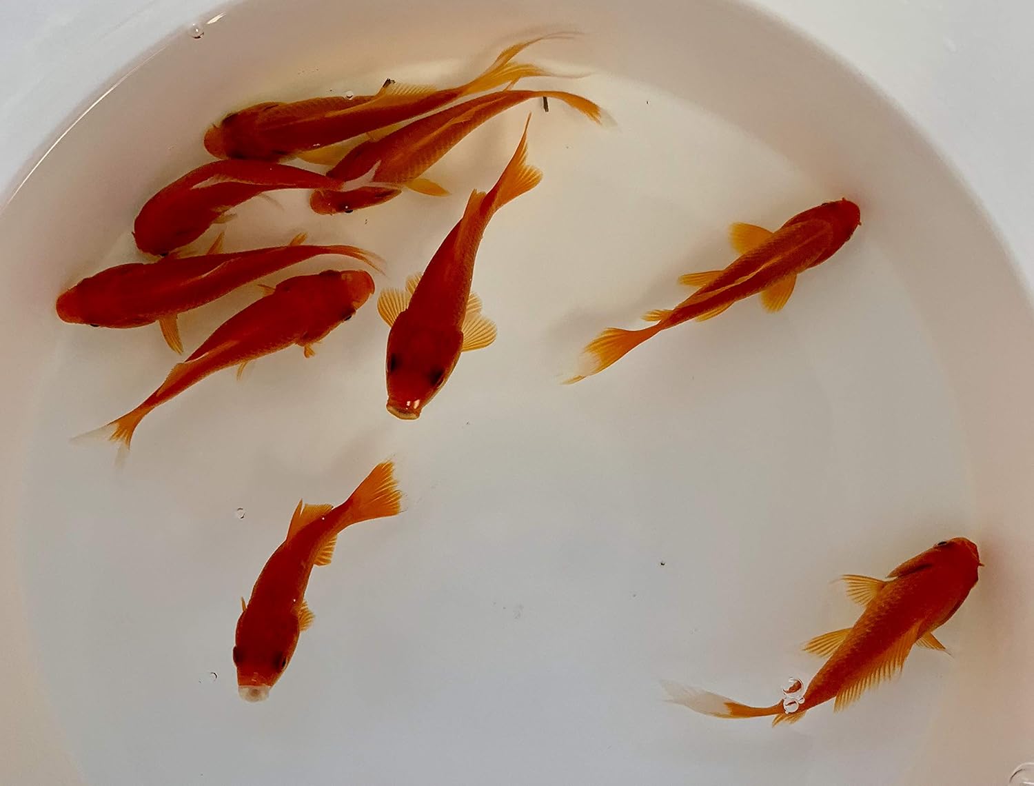 Common Goldfish In Bowl