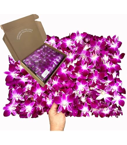 Dendrobium Orchid Edible