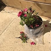 1 X AZALEA 'GEISHA PINK' JAPANESE EVERGREEN SHRUB HARDY PLANT IN POT ...