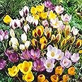 Amazon.com : 40 Jumbo Crocus Mixture - Crocus vernus & flavus by ...