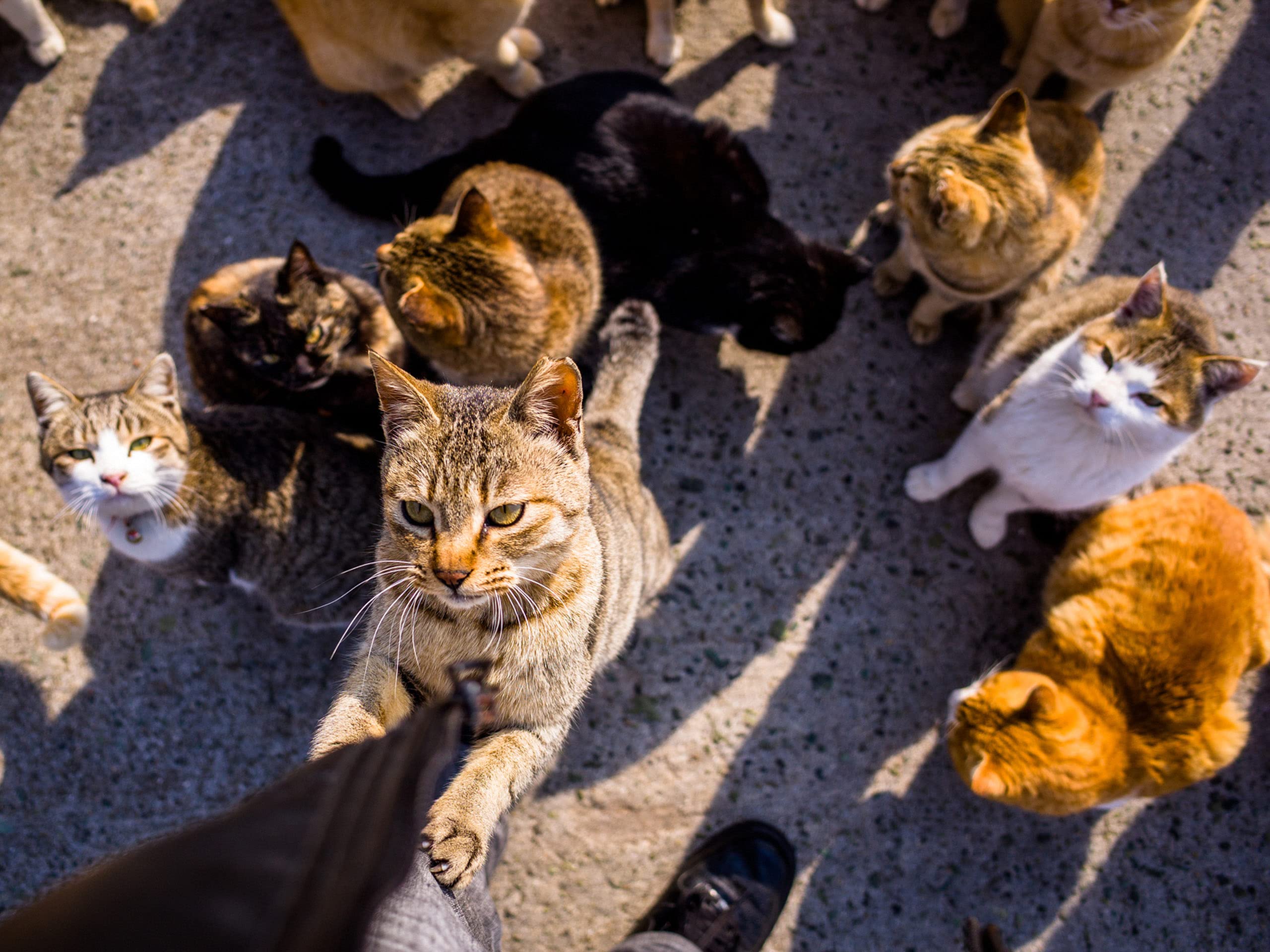 Watch Animal Cops Phoenix - Season 1 | Prime Video