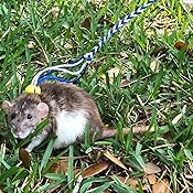Amazon.com : iGotRats Adjustable Rat Leash | Harness for Rats and Hamsters (Blue) : Pet Supplies