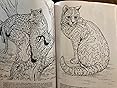 Wild Cats of the World Coloring Book (Dover Animal Coloring Books ...