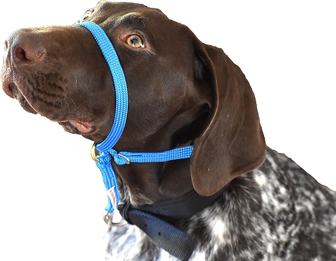K9 Bridle - to stop your dog pulling (Medium, Blue): Amazon.co.uk: Pet ...