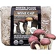 Amazon.com : North Spore Organic Wine Cap Mushroom Sawdust Spawn ...