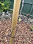 You Garden - Duo Fruit Apple Tree, 2 Varieties of Apple on 1 Bare Root ...