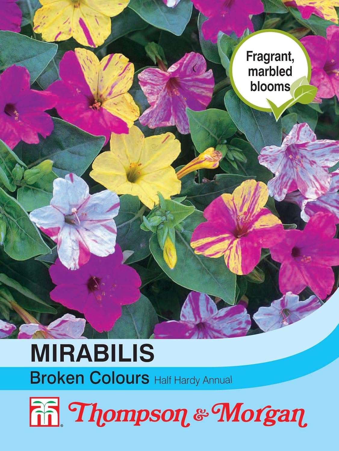 Thompson & Morgan - Flowers - Mirabilis Jalapa Broken Colours - 50 Seed ...