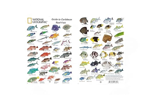 Caribbean Reef Fish Identification