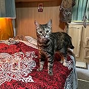 Amazon Brand - Solimo - Complete Dry Cat Food with Chicken, Turkey,and ...