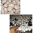 Amazon.com : White Button Mushroom Growing Kit ~ Makes it Easy to Grow ...