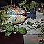 Amazon.com: Marble Queen Devil's Ivy - Pothos - Epipremnum - 4" Pot ...