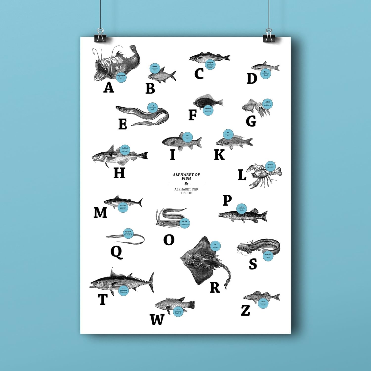 ABC der Fische / alphabet of fish in Deutsch/Englisch, DIN A1, Plakat ...