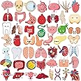 Amazon.com: Dorgua 50Pcs Cute Cartoon Body Organs Stickers, Human Organ ...