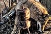 MOJO Outdoors Critter Predator Hunting Decoy - Great for Coyote and ...