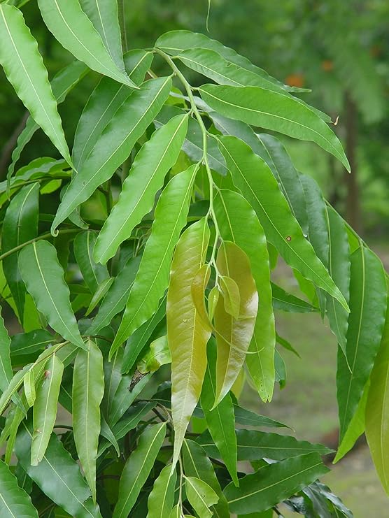 20 Polyalthia longifolia, Ashoka Tree Seeds, Indian Mast Tree, Variety ...
