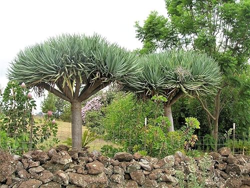 Dragon Blood Tree Seeds to Grow - 6 Seeds - Dracaena Draco Seeds for ...
